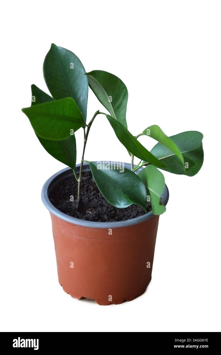 Ficus Benjamin propagation by cuttings. Houseplant care concept Stock ...
