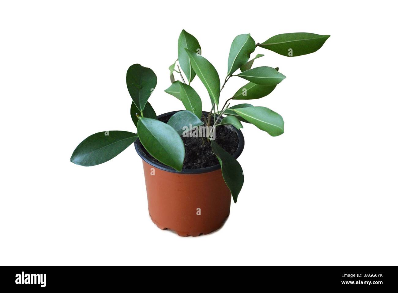 Ficus Benjamin propagation by cuttings. Houseplant care concept Stock ...