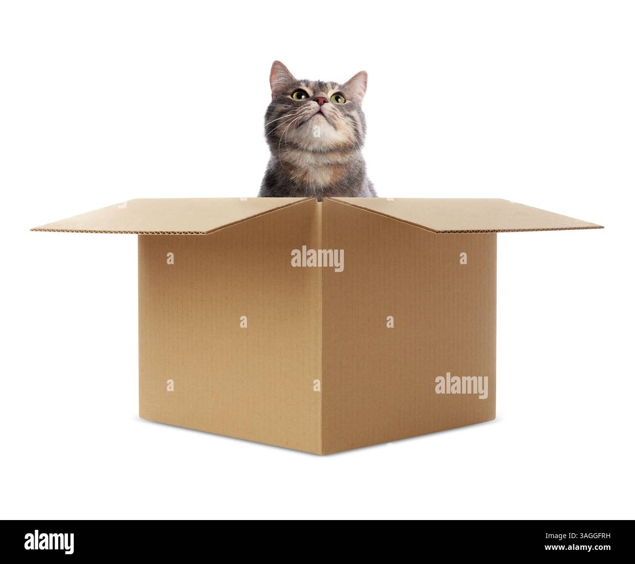 Cute cat peeking out of cardboard box on white background Stock Photo ...