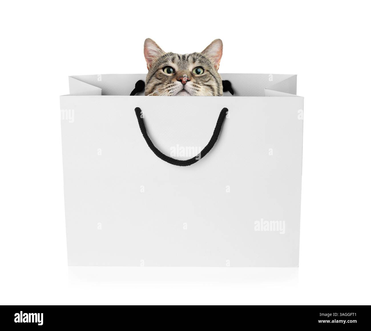 Cute cat peeking out of shopping bag on white background Stock Photo ...