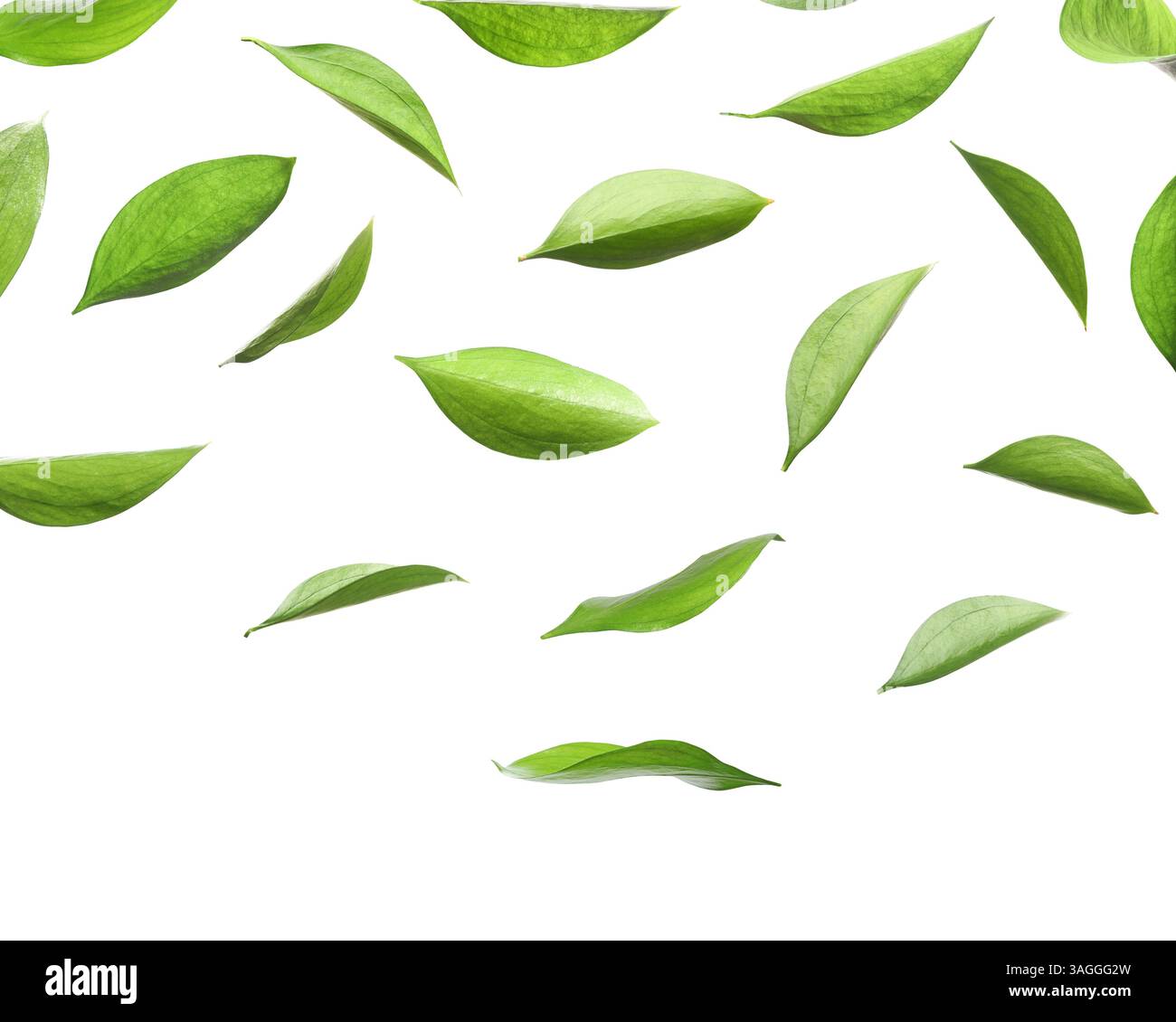 Many fresh green leaves flying on white background Stock Photo - Alamy