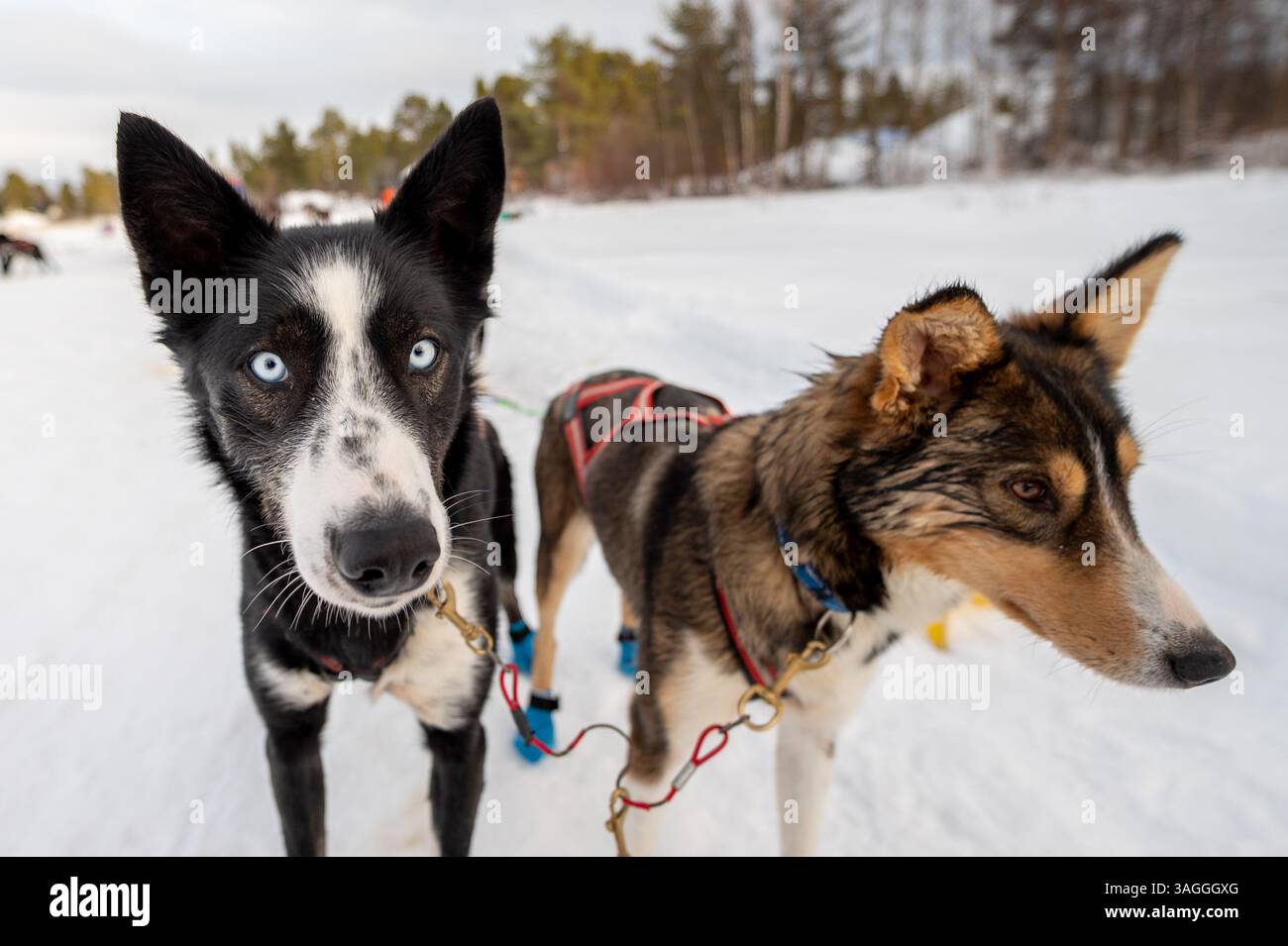 Husky dogs lead tourists through the woods and snow in Sweden. The dogs ...