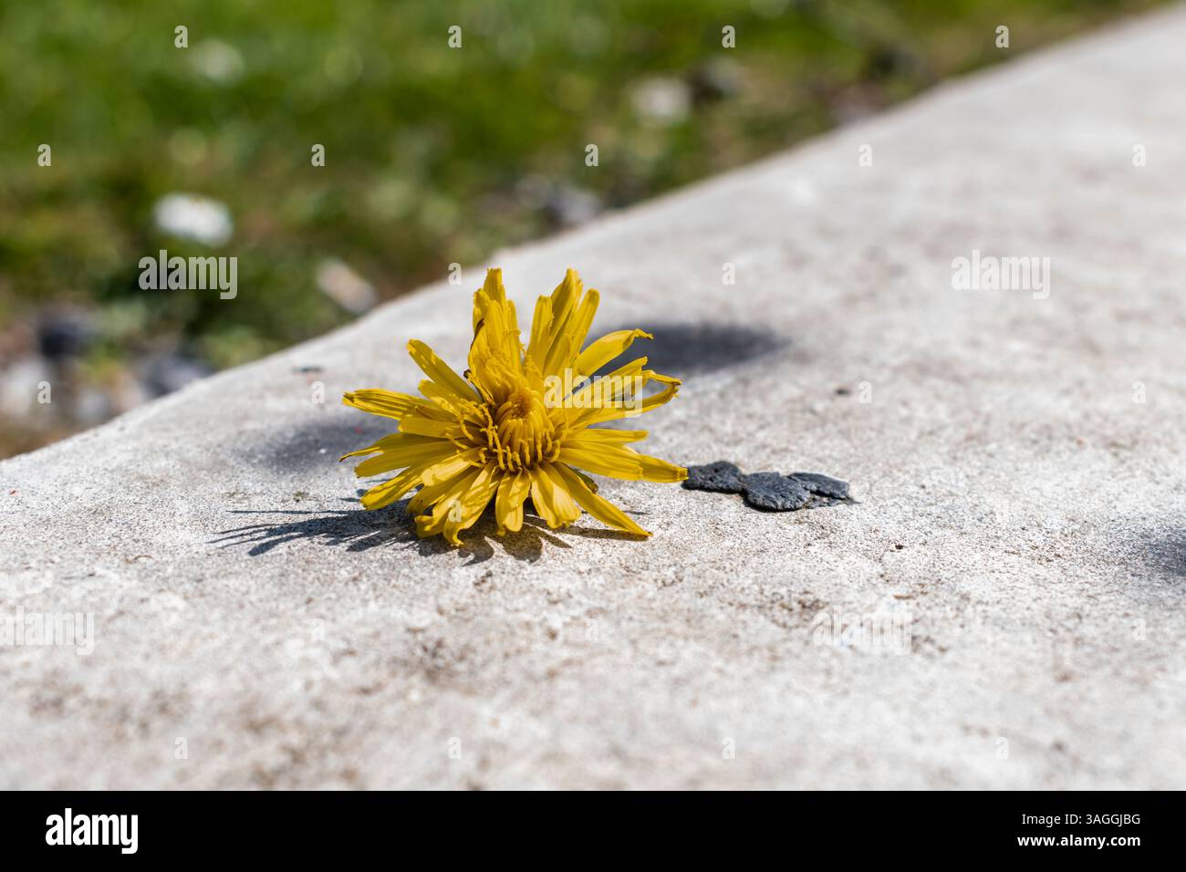 Dandelion flower on concrete ground Stock Photo - Alamy