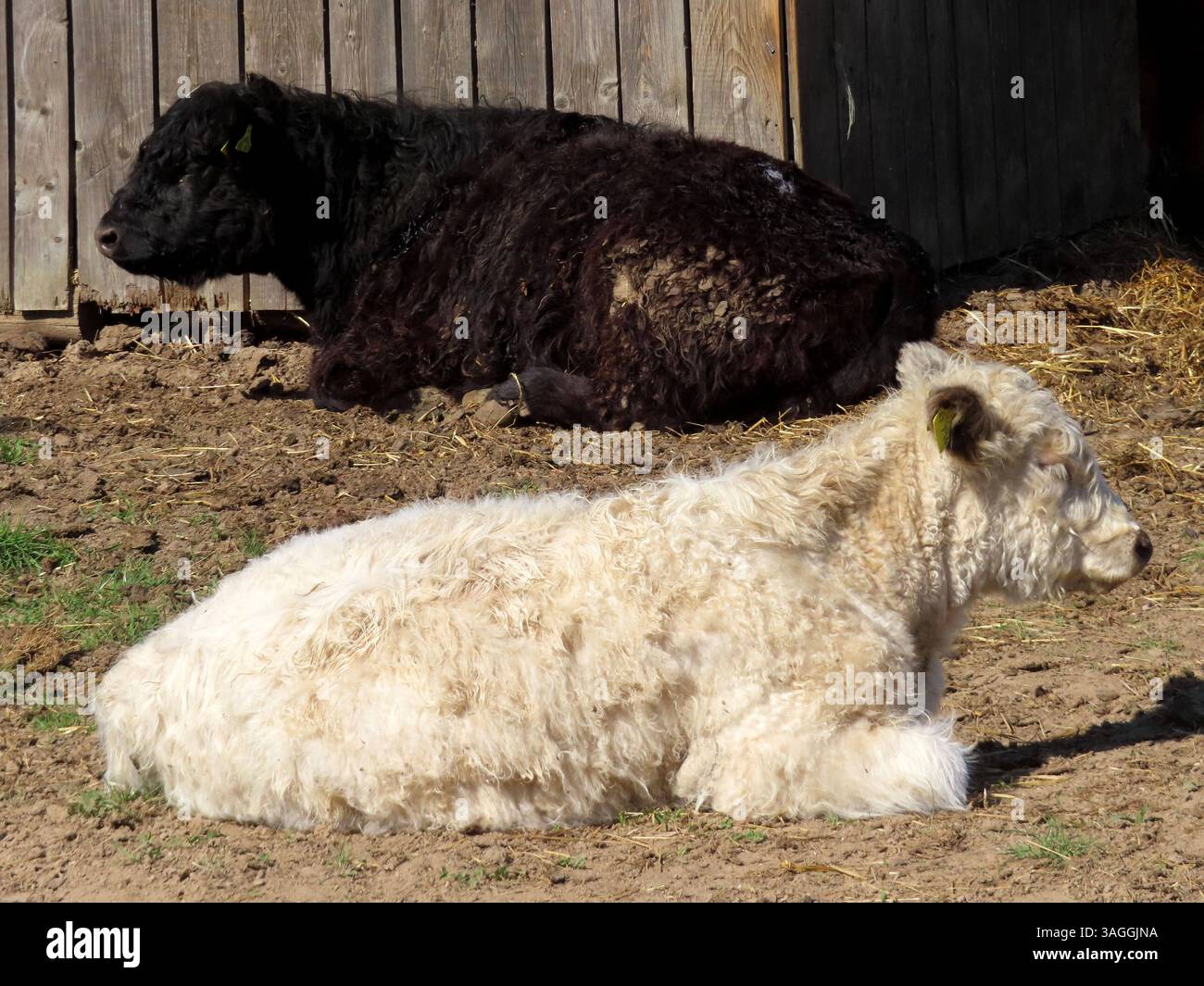 ...na - klingelt es da bei Ihnen - da gibt es doch ein hochprozentiges ...