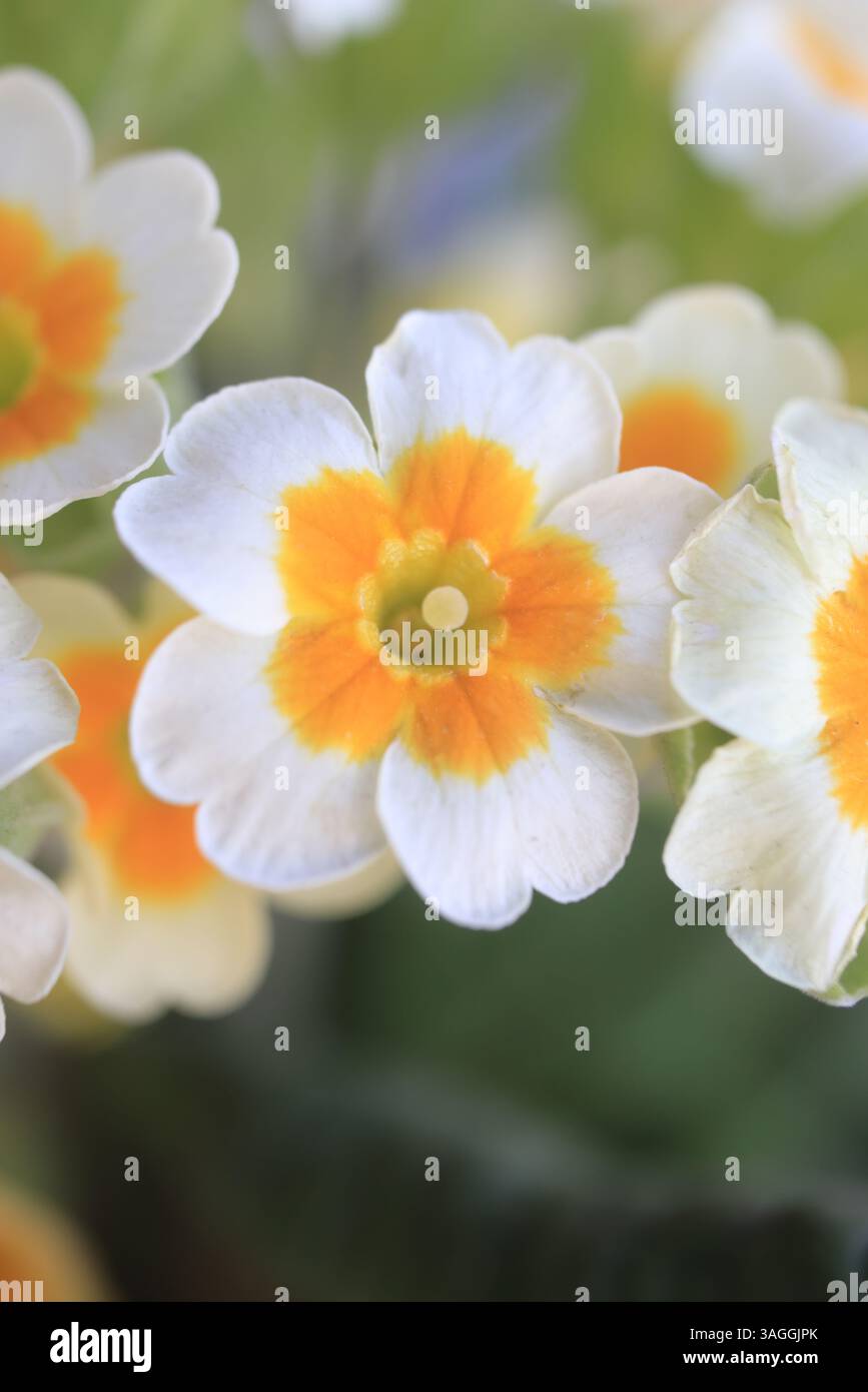 Uk garden spring flower containers hi-res stock photography and images ...
