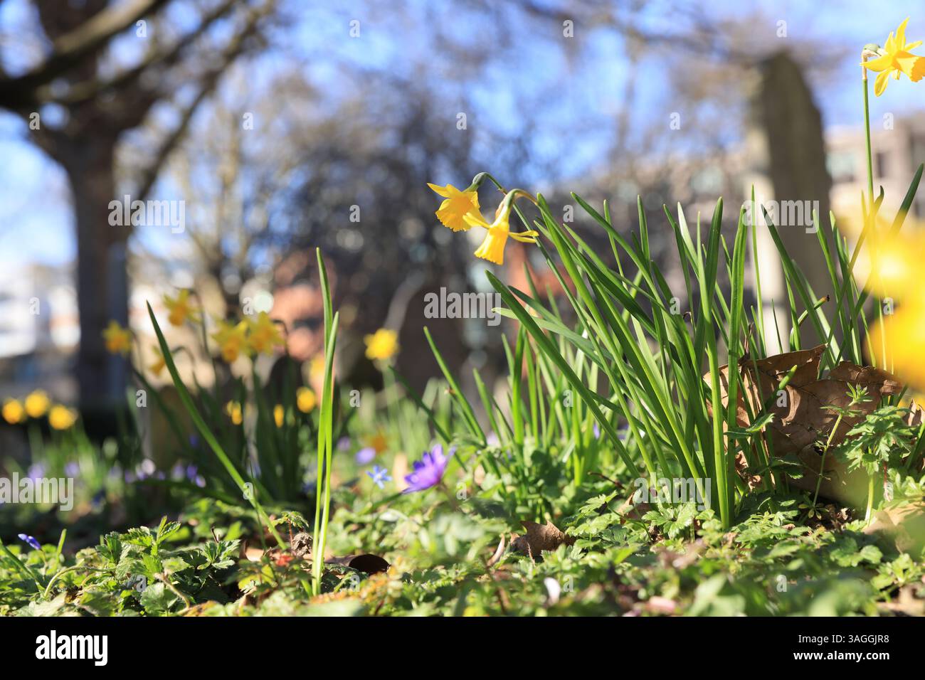 Springtime daffodils in Bunhill Fields, a Grade 1 listed inner city ...