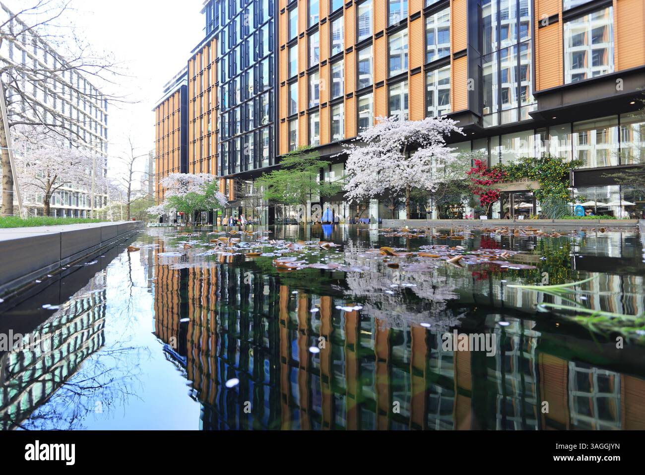 Reflection of blossom in the water feature in Pancras Square, Kings ...