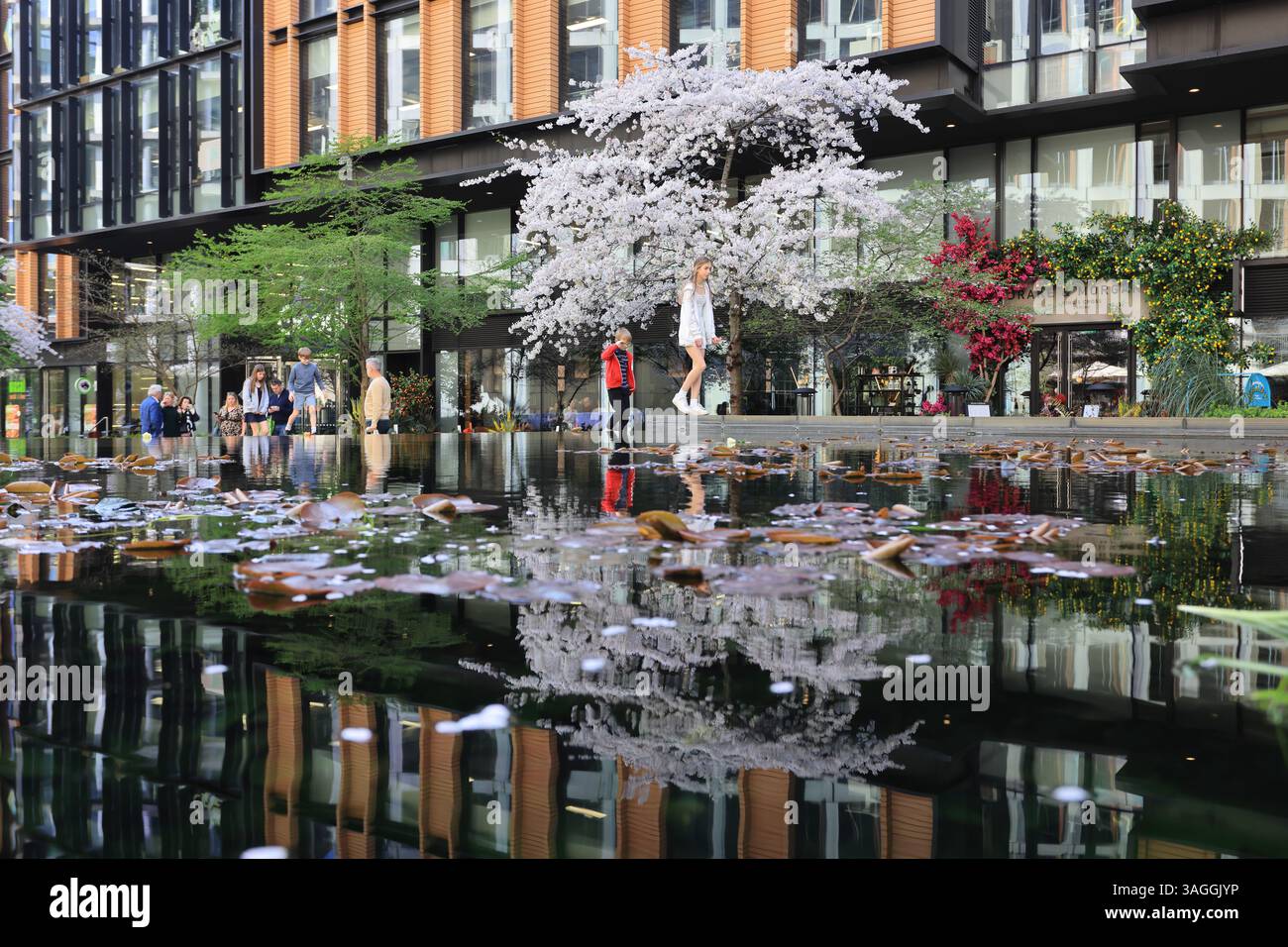 Reflection of blossom in the water feature in Pancras Square, Kings ...