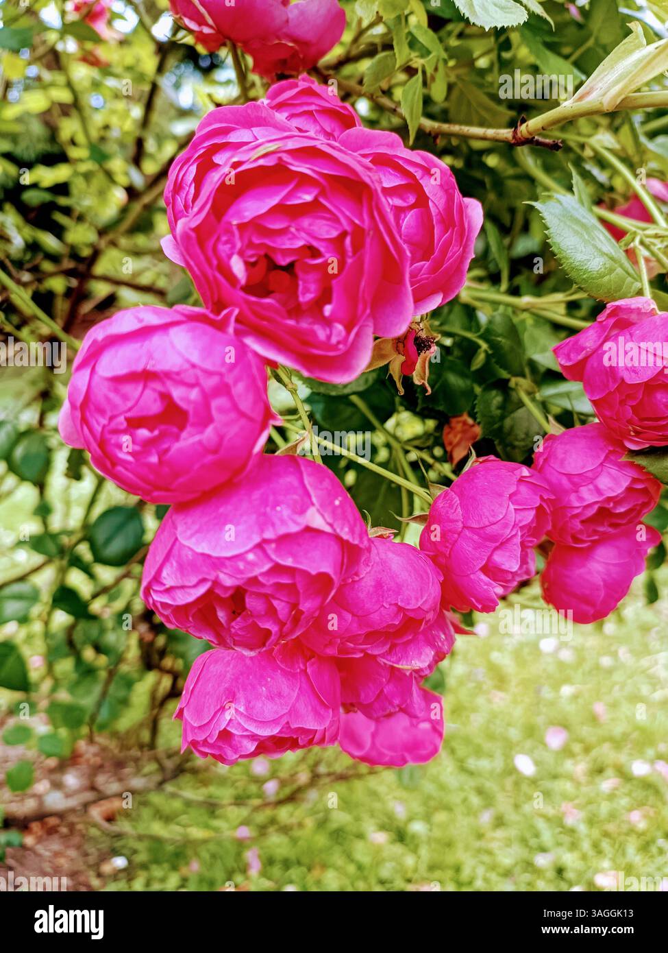 Pink Roses close-up in garden on the bush Stock Photo - Alamy