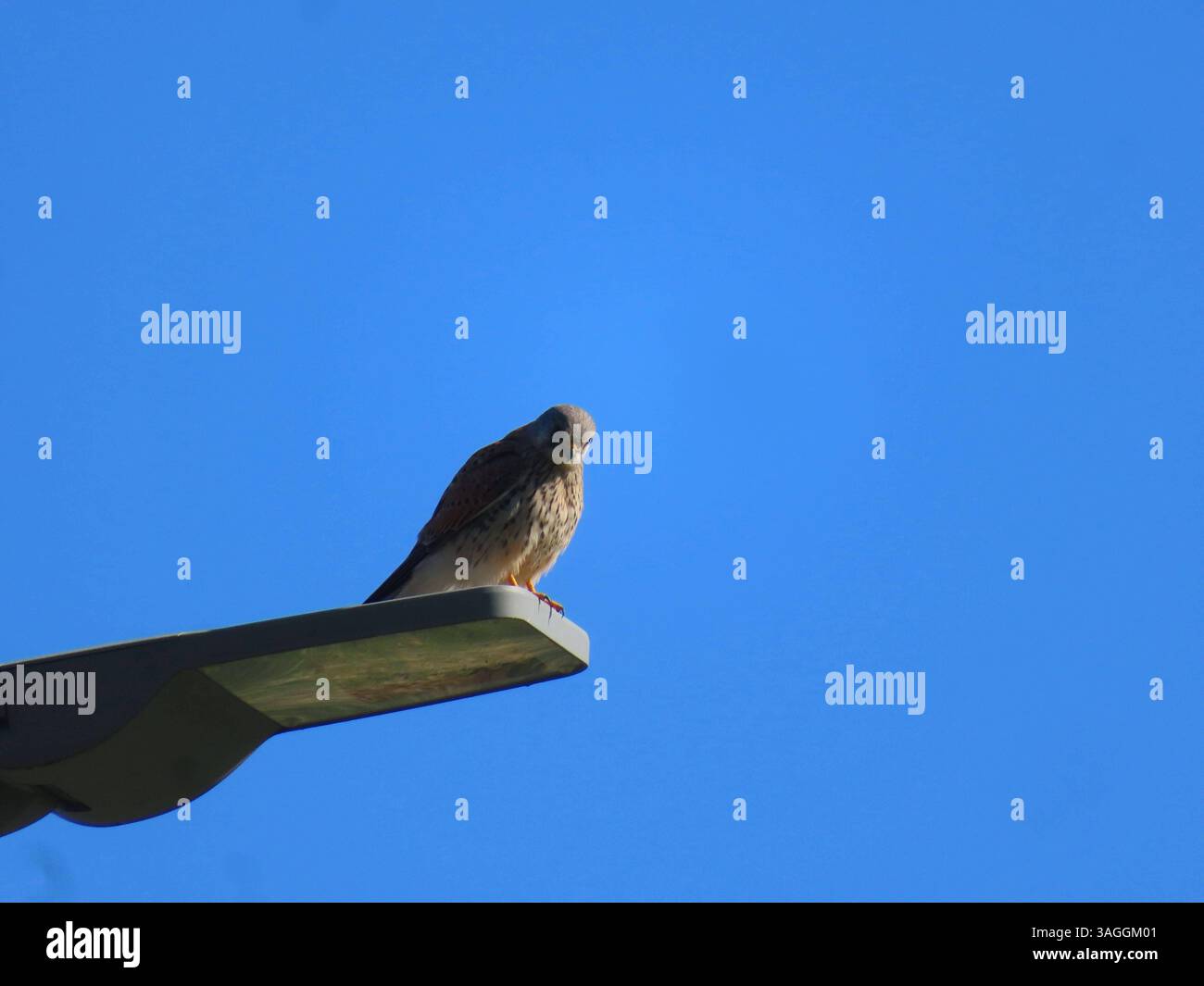 ...der Turmfalke hat sich einen guten Aussichtsplatz ausgesucht...die ...