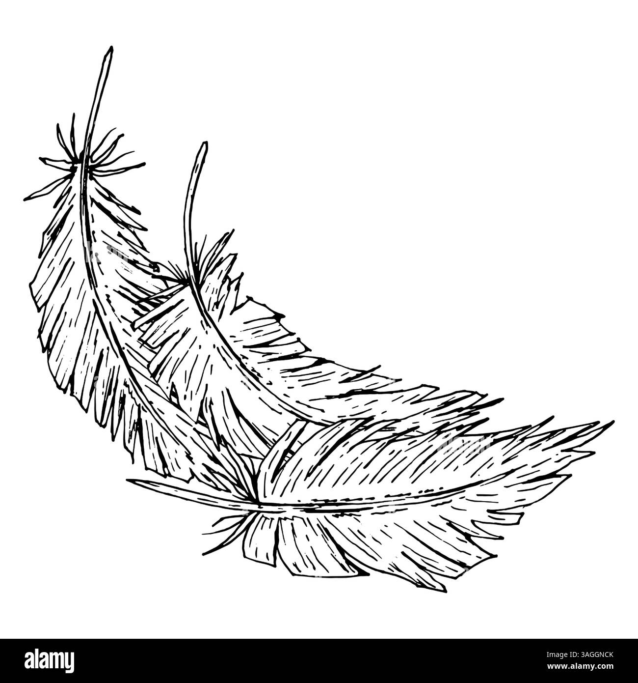 Hand-drawn vector illustration of two curved feathers in a graceful ...