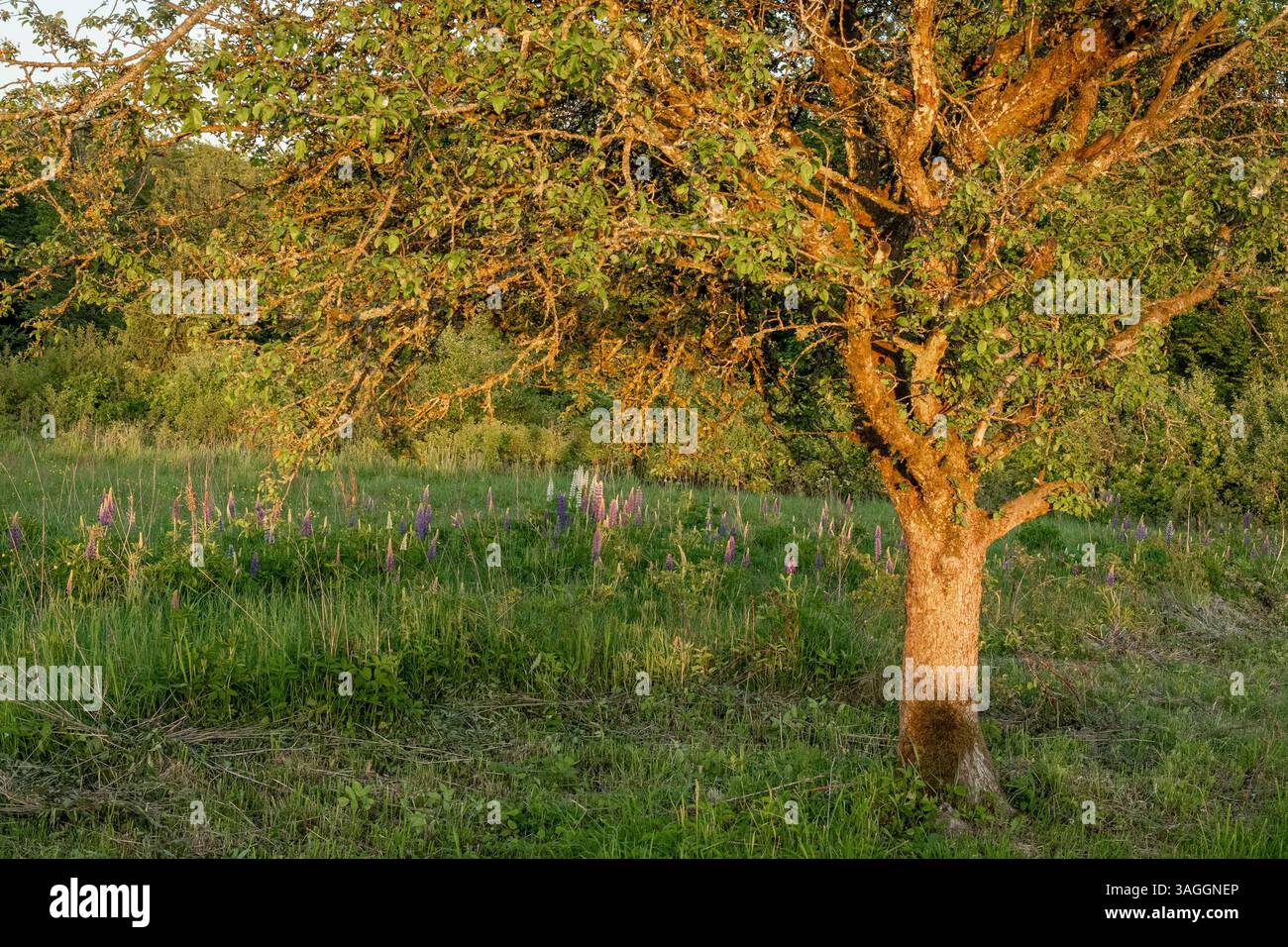 Summer meadow in Scania, Sweden Stock Photo - Alamy