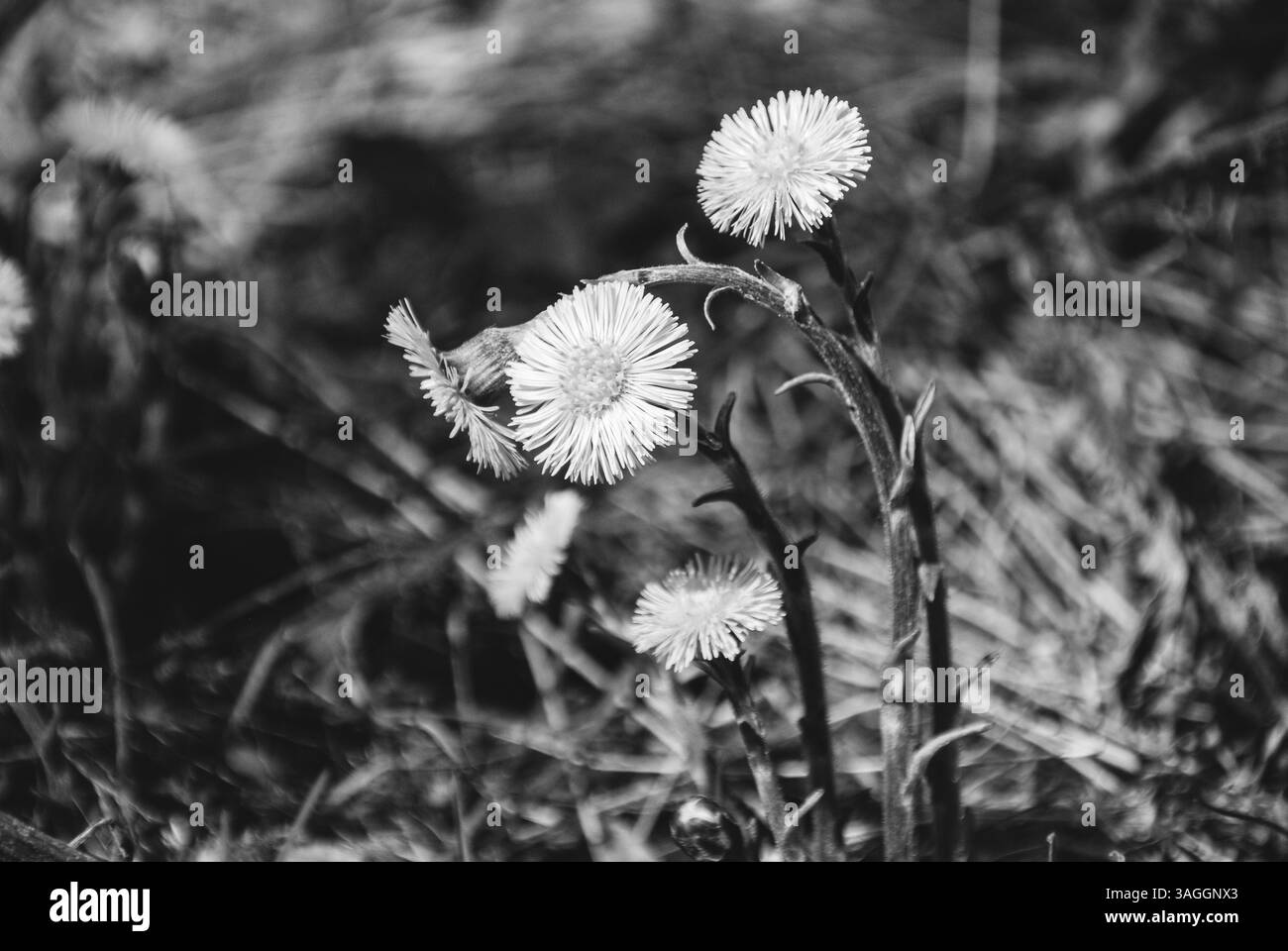 Wallpaper sweden Black and White Stock Photos & Images - Alamy