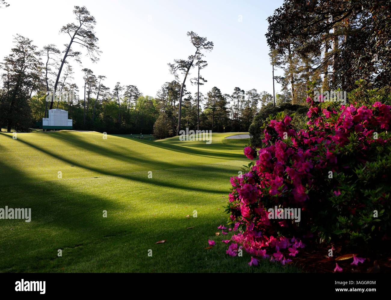 Augusta, United States. 08th Apr, 2025. Azaleas are in bloom on the ...