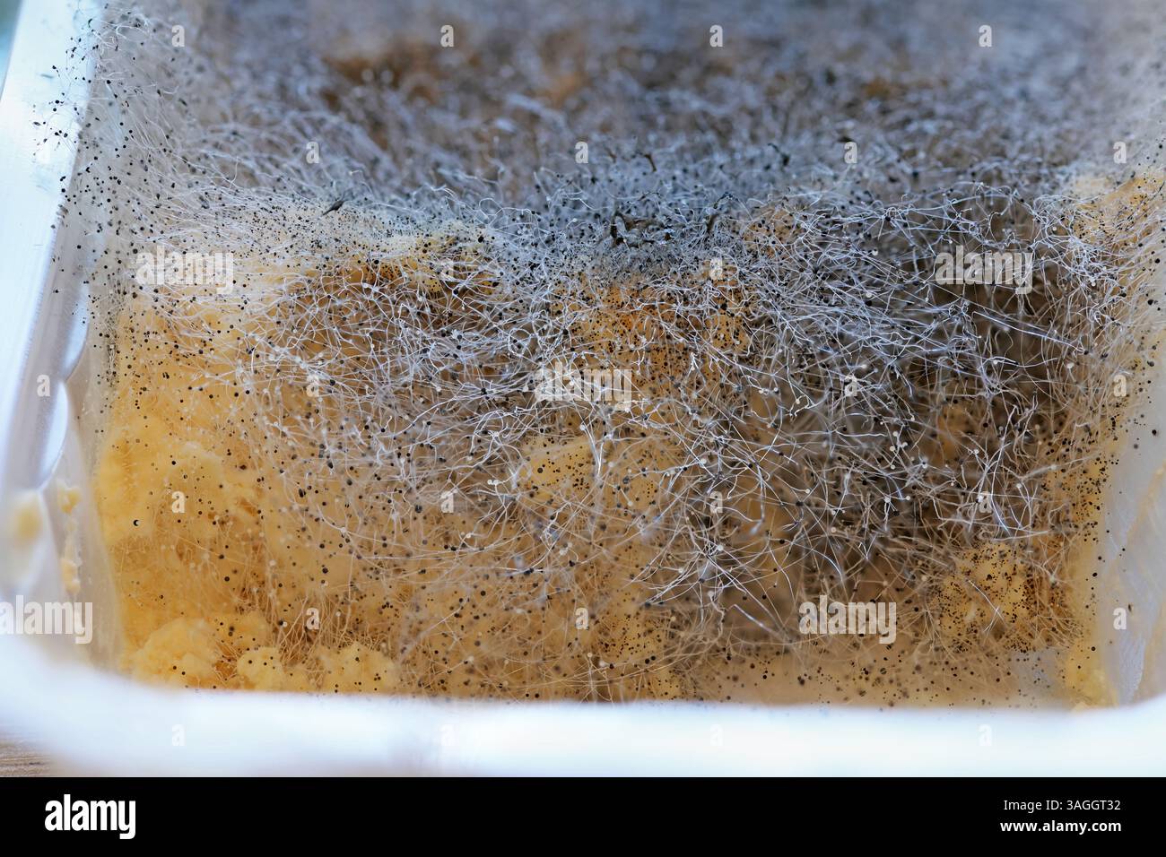Unappetizing hi-res stock photography and images - Alamy