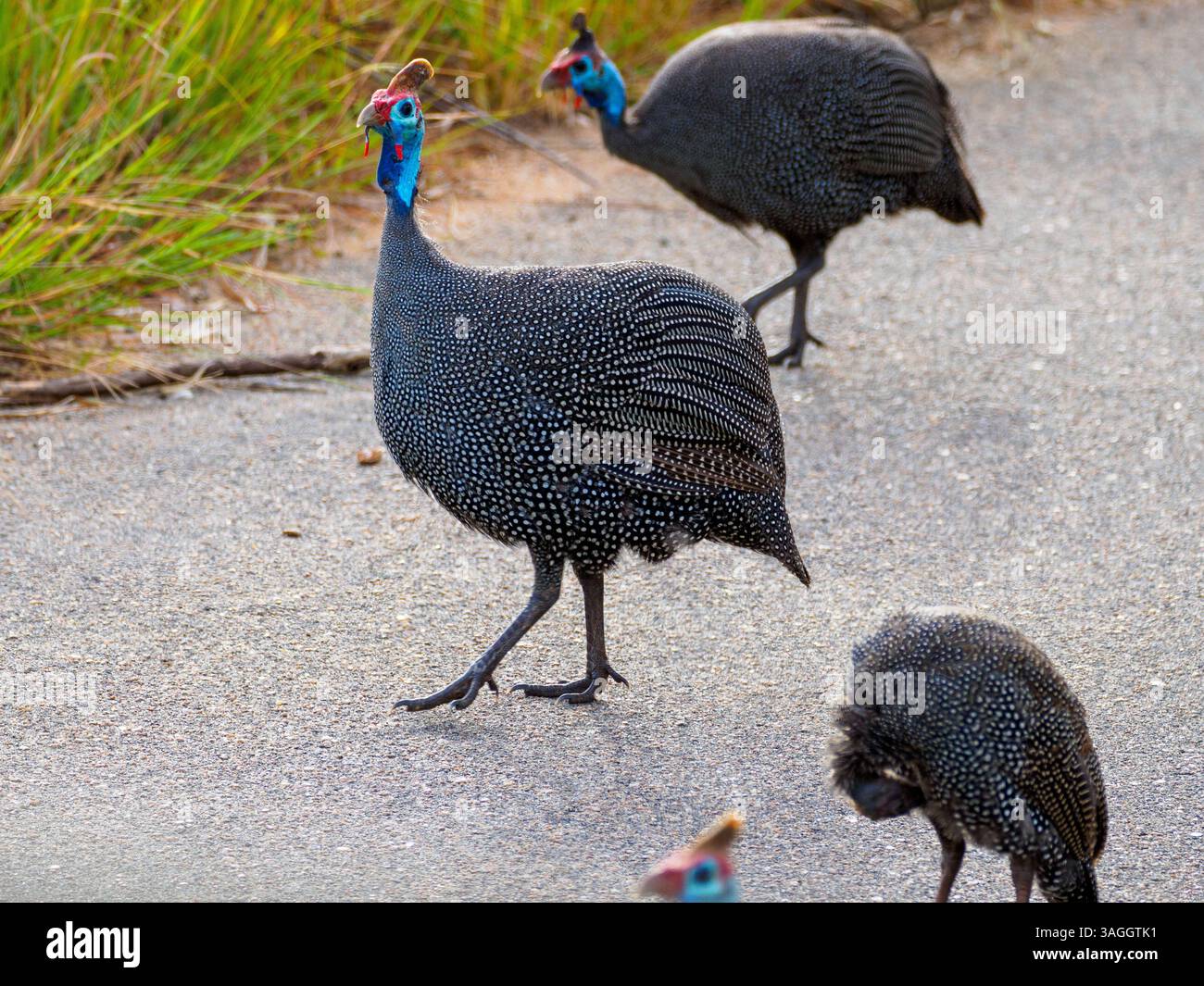 Helmeted guinea fowl, Kruger National Park, South Africa Stock Photo ...
