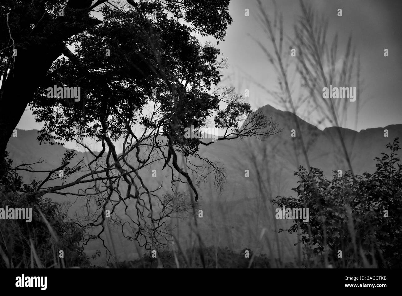 Nature black and white Stock Photo - Alamy