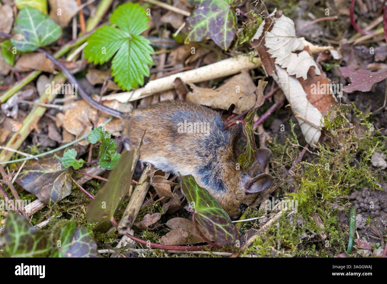 a dead field mouse in the garden on leaves and moss Stock Photo - Alamy