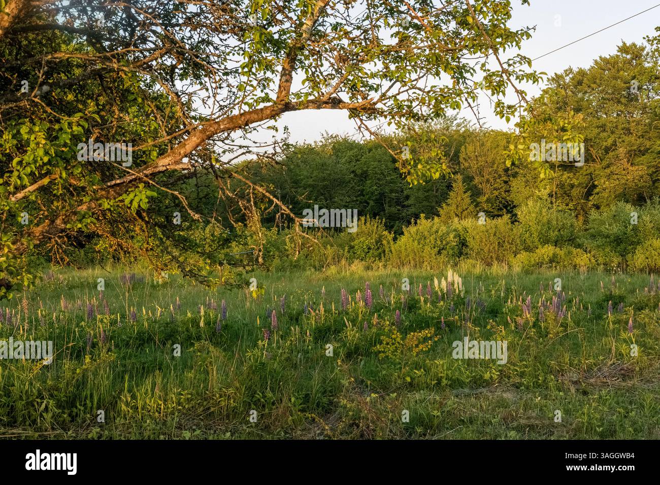 Summer meadow in Scania, Sweden Stock Photo - Alamy
