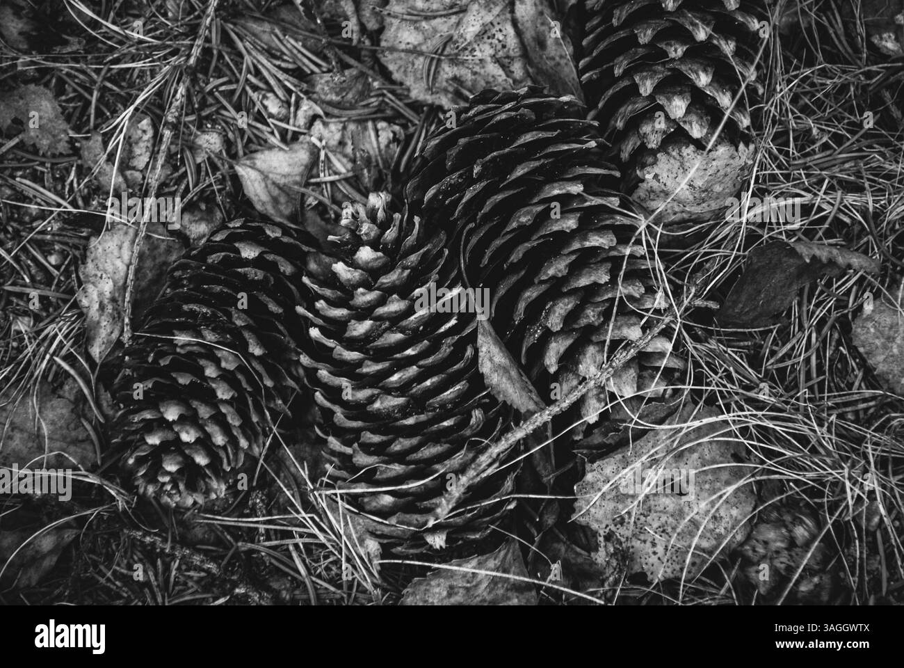 Black and white cones 2 Stock Photo - Alamy