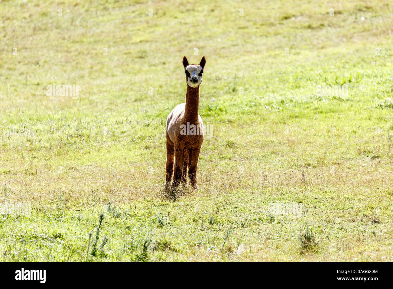 Photograph of a friendly Alpaca standing in a grassy agricultural field ...