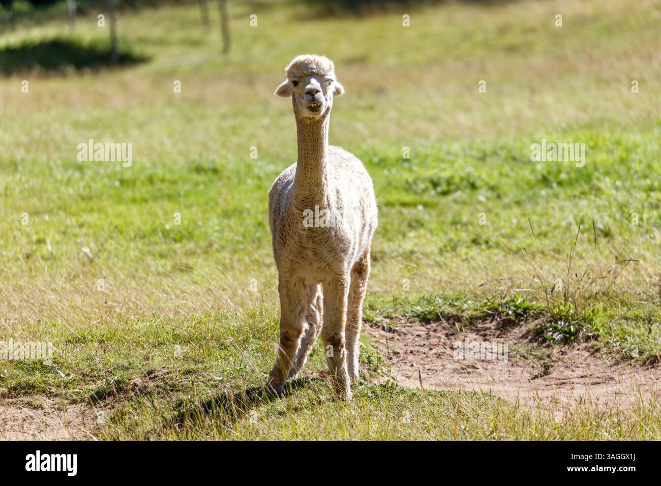 Photograph of a friendly Alpaca standing in a grassy agricultural field ...