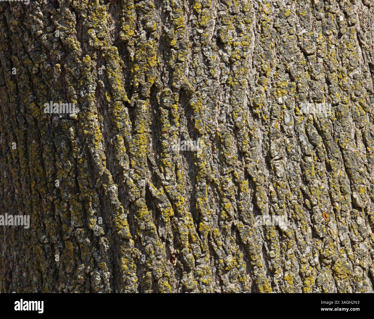 Closeup of a Crimson King Maple tree trunk covered with Chrysothrix ...