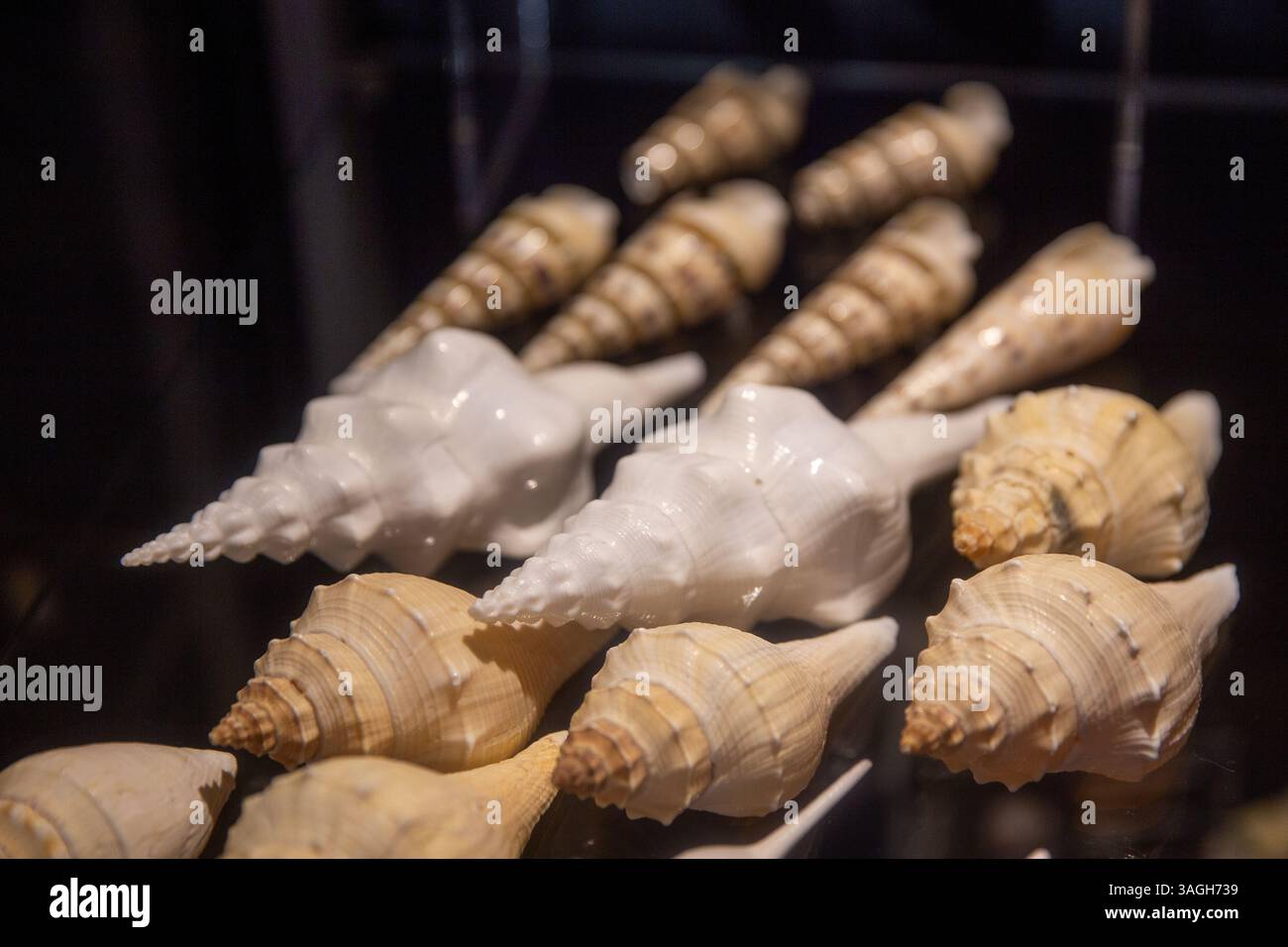 Group of hemifusus sea shells hi-res stock photography and images - Alamy