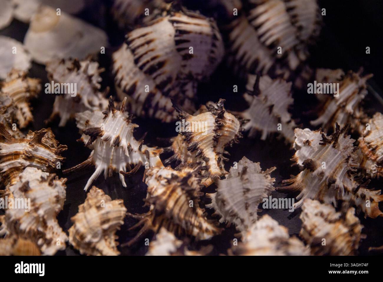 Spiral Conch Shells on display for learning Stock Photo - Alamy