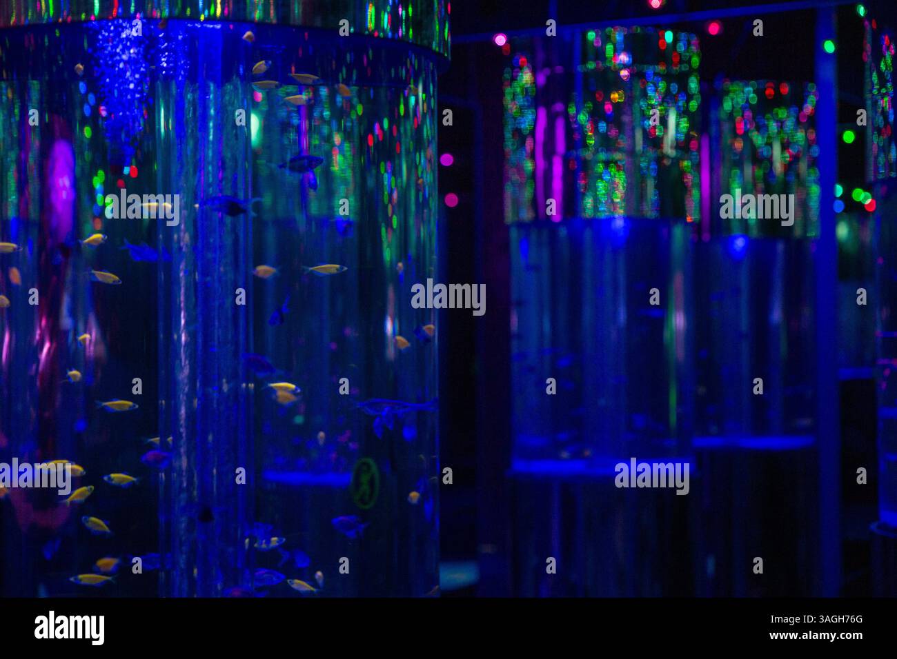 Displays of neon fish in pillars Stock Photo - Alamy