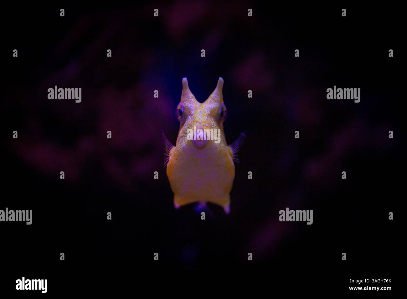 Two horned cow fish staring at you Stock Photo - Alamy