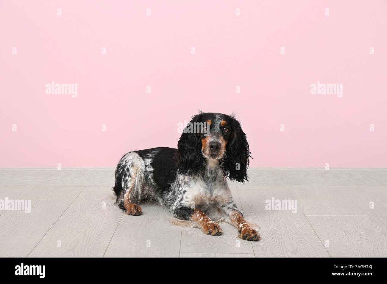 Cute cocker spaniel lying near pink wall Stock Photo - Alamy