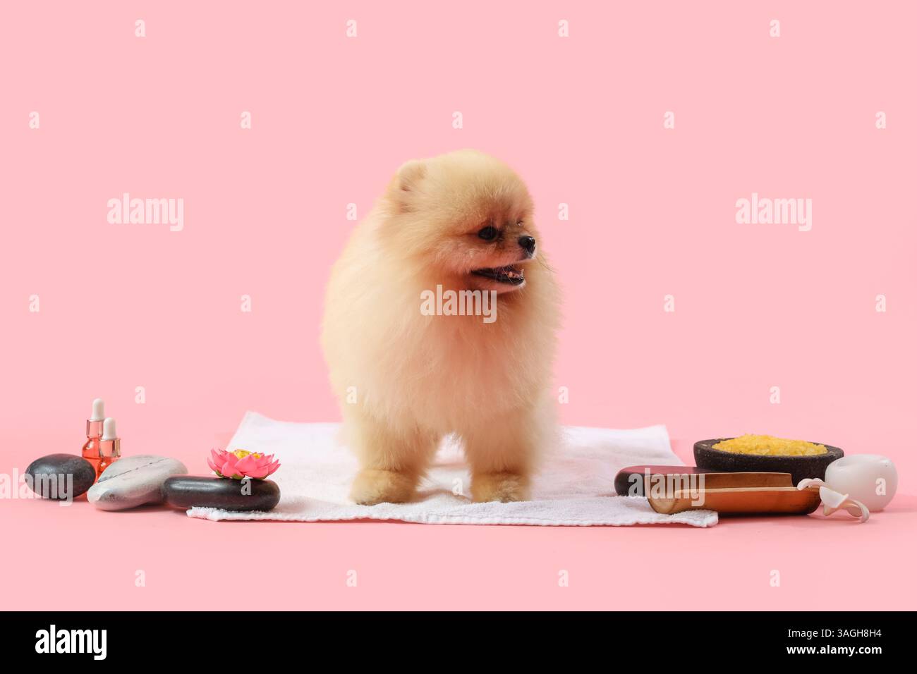 Cute Pomeranian dog with spa accessories on pink background Stock Photo ...