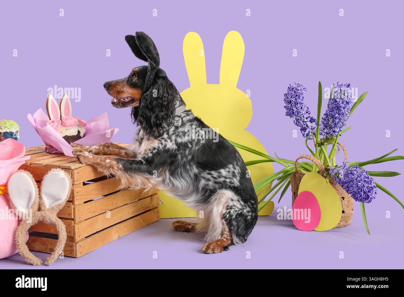 Cute cocker spaniel in bunny ears with Easter cakes, beautiful flowers ...