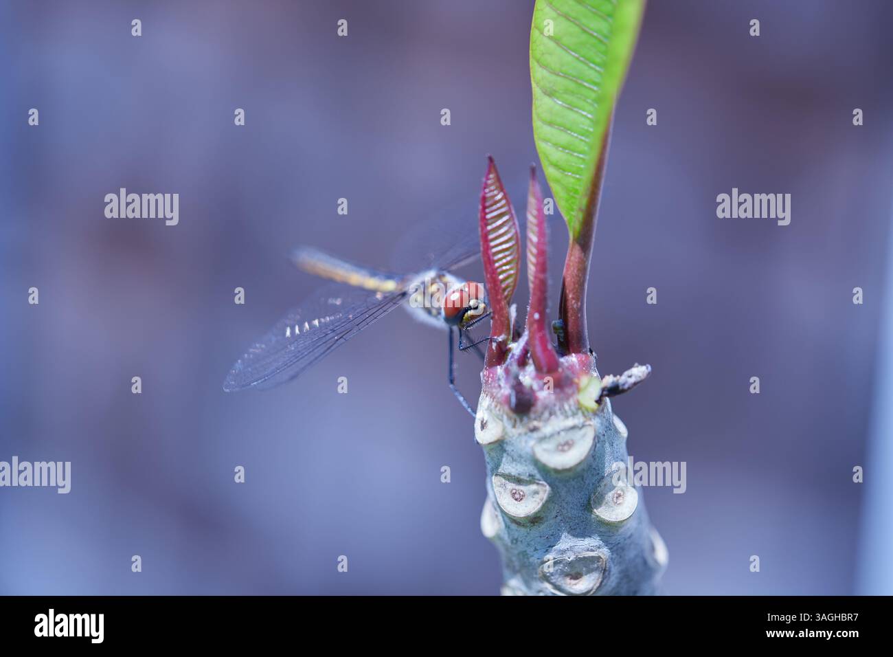 A dragonfly is a flying insect belonging to the infraorder Anisoptera below the order Odonata ...