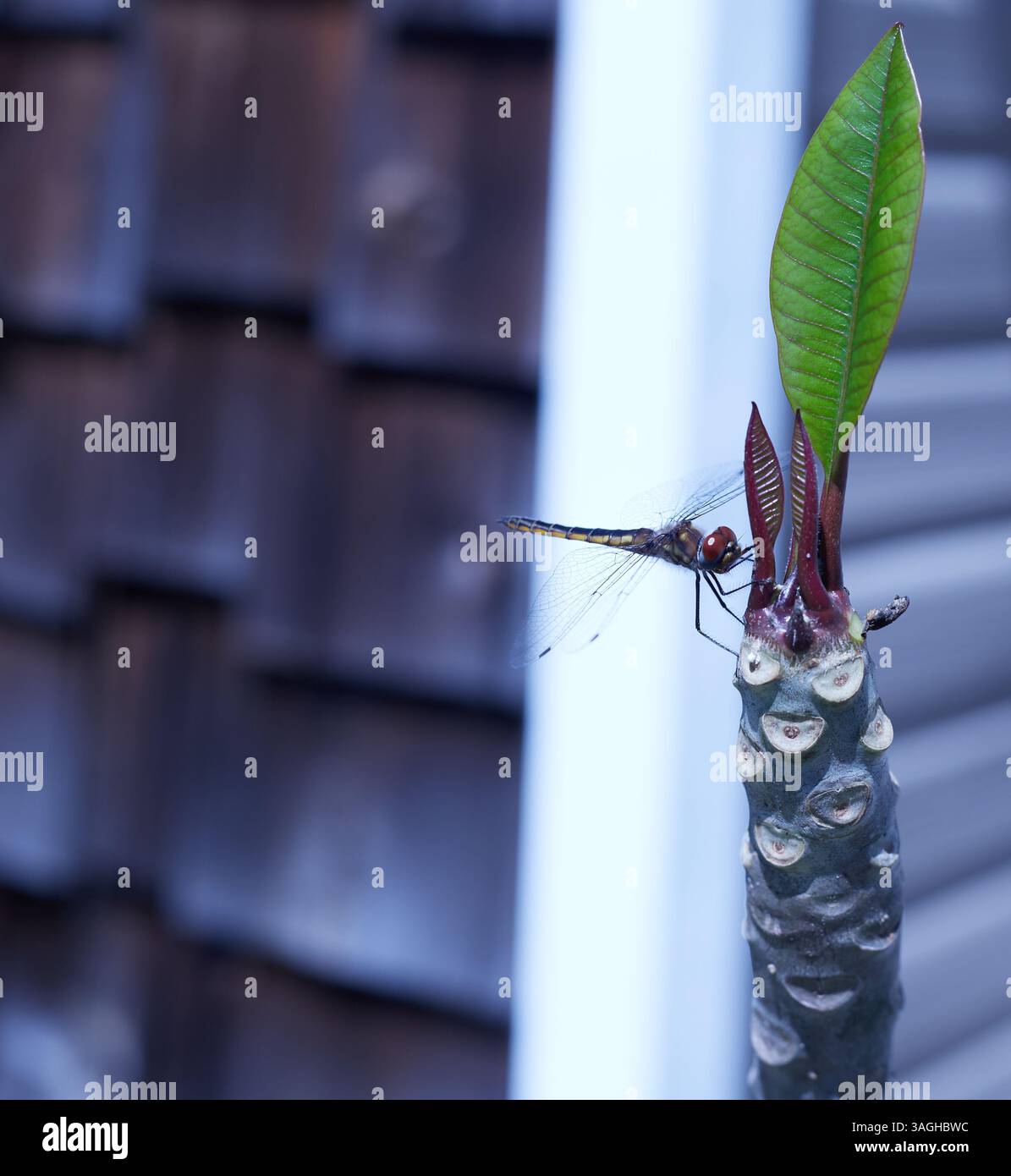 Dragonflies rank among the the worlds fastest flying insects hi-res ...