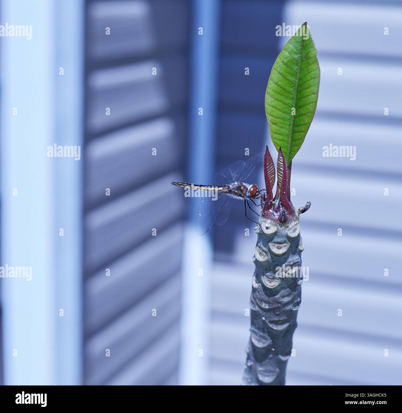 A dragonfly is a flying insect belonging to the infraorder Anisoptera ...