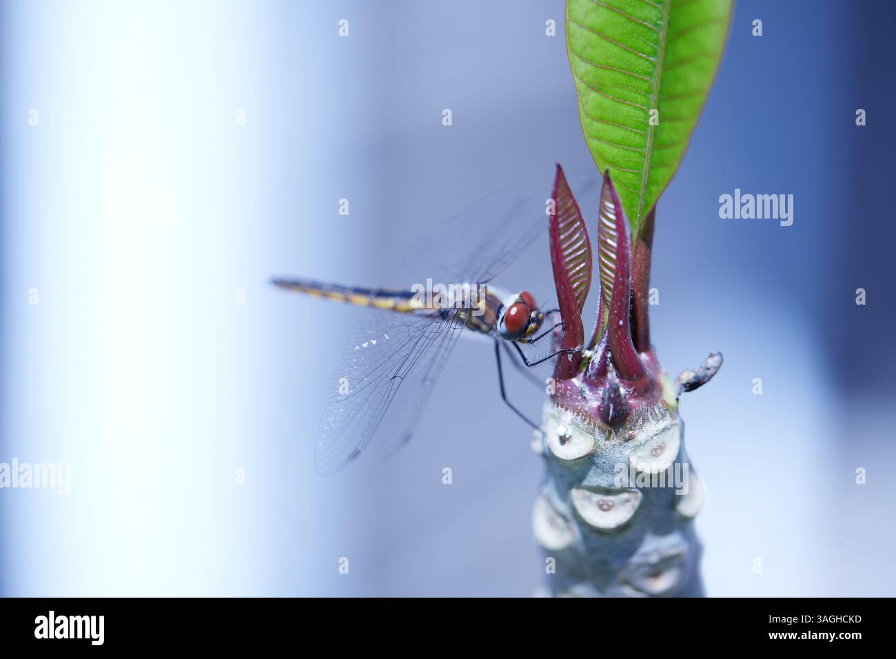Dragonflies rank among the the worlds fastest flying insects hi-res ...