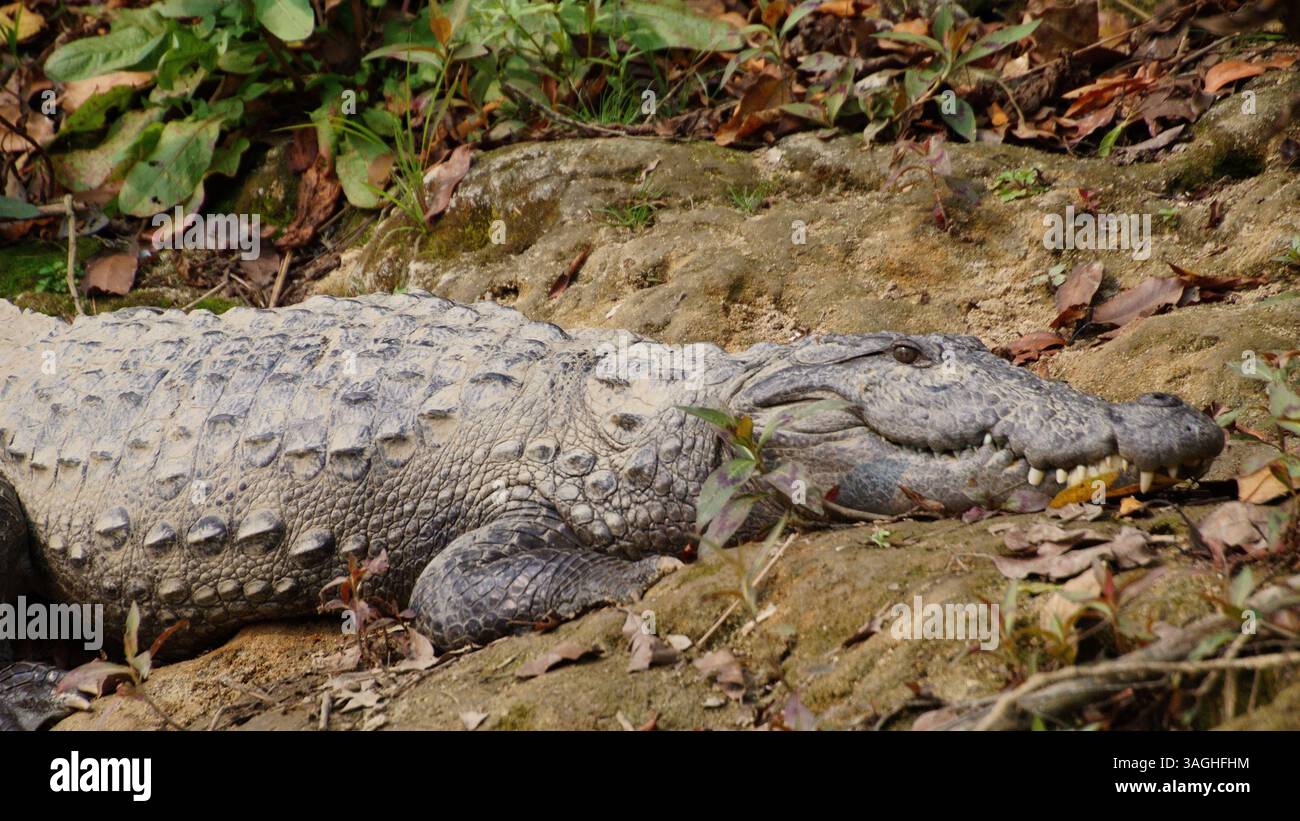 Crocodile biodiversity conservation hi-res stock photography and images ...