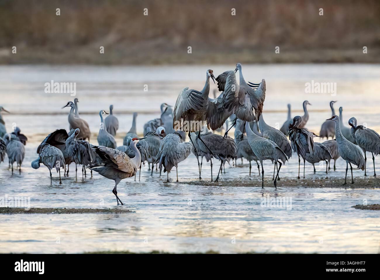 Sandhill Cranes Performing Mating Dance On Platte River At Daybreak