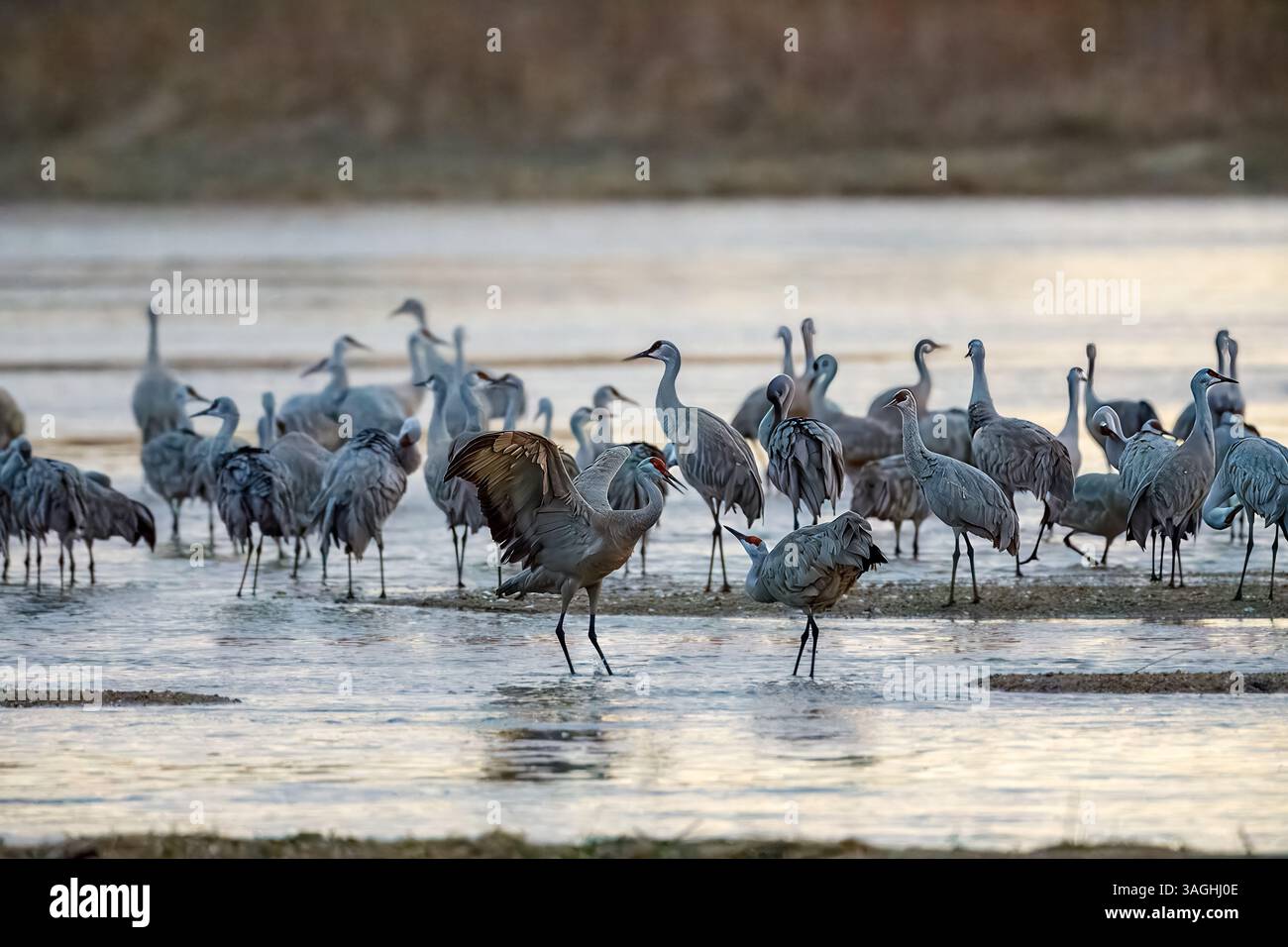 sandhill cranes performing mating dance on Platte River at daybreak ...