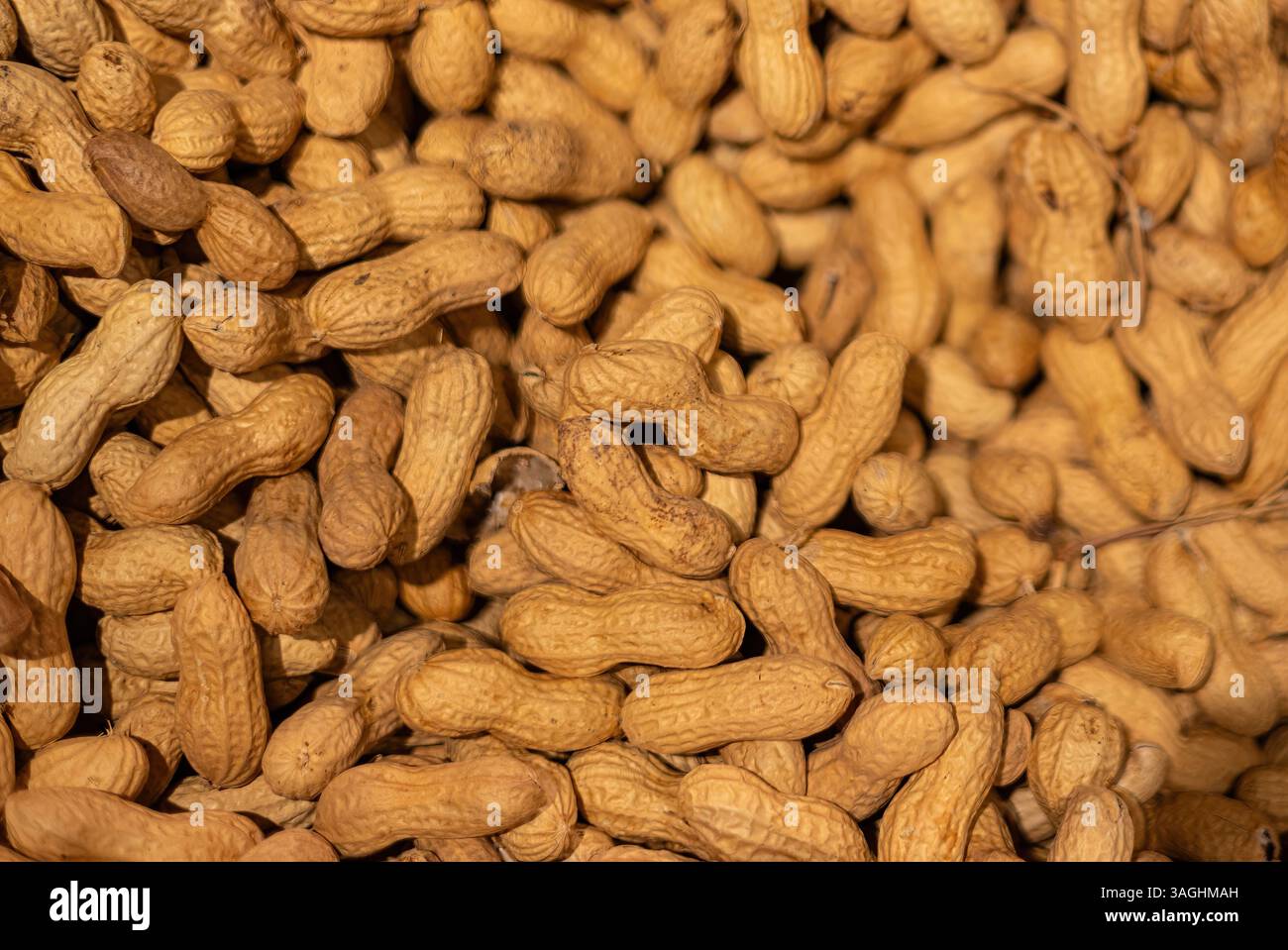 A rustic pile of natural peanuts in their shells, showcasing the earthy ...