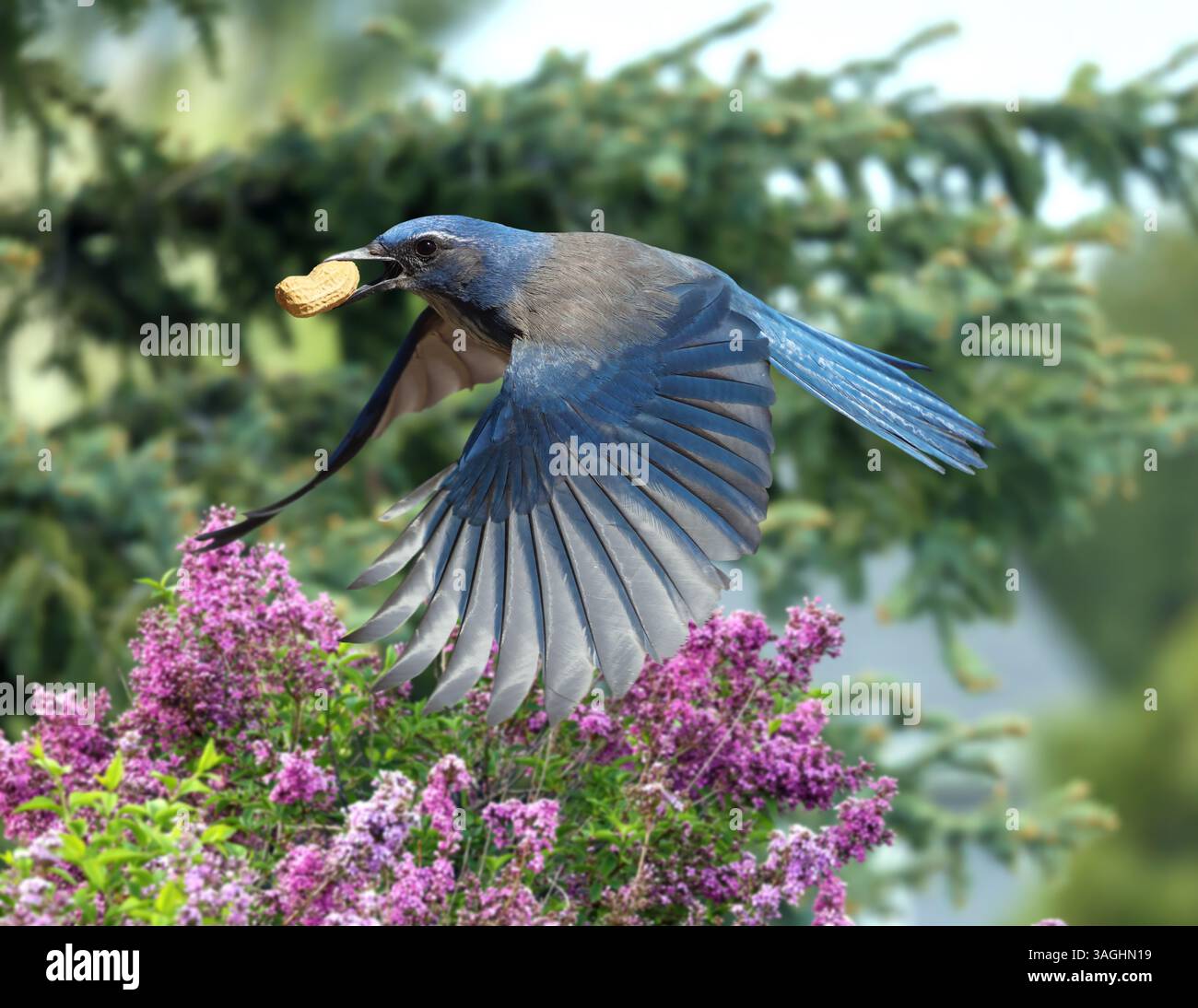 Blue jay flying hi-res stock photography and images - Alamy