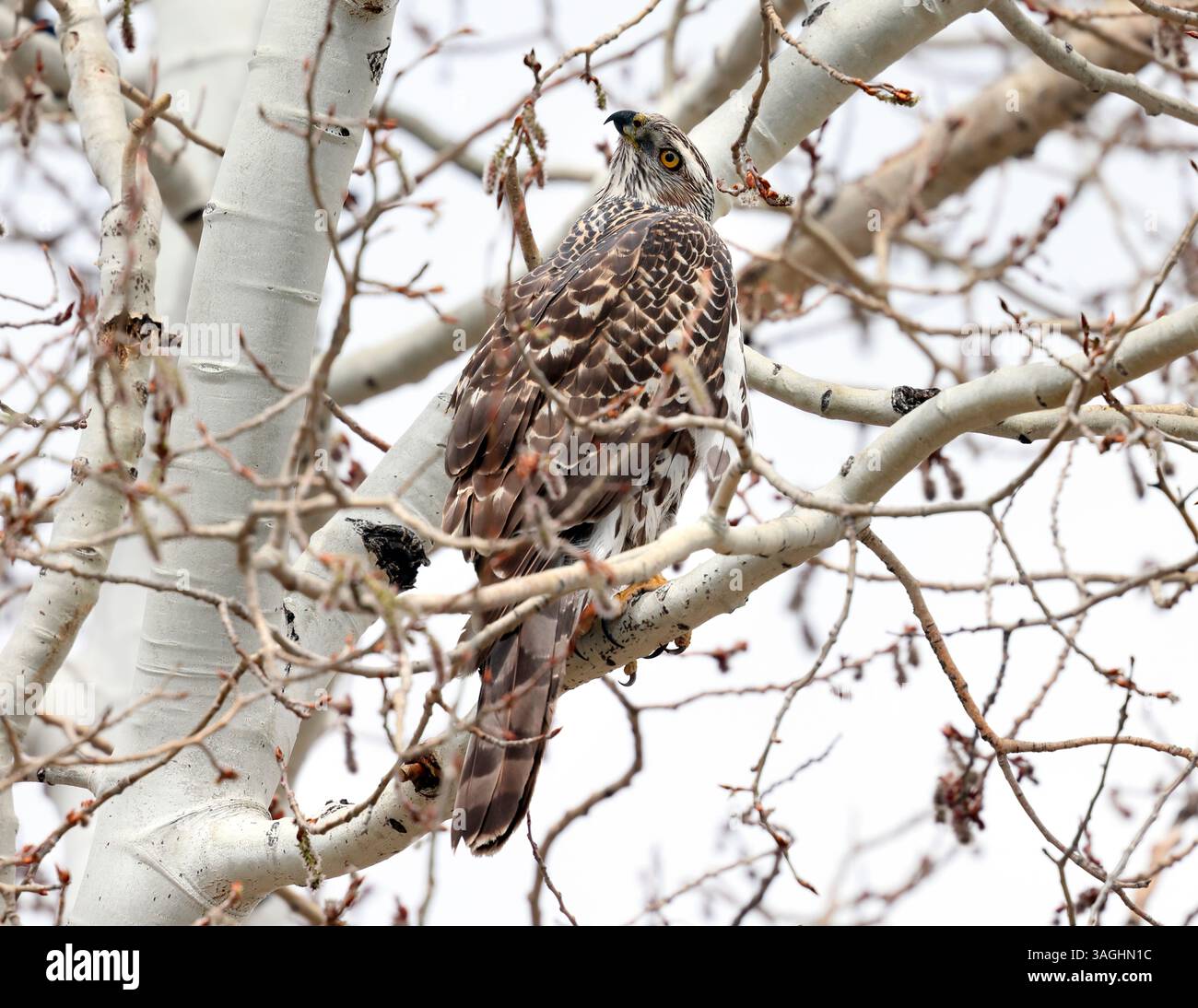 Birds that live on the eastern plains hi-res stock photography and ...