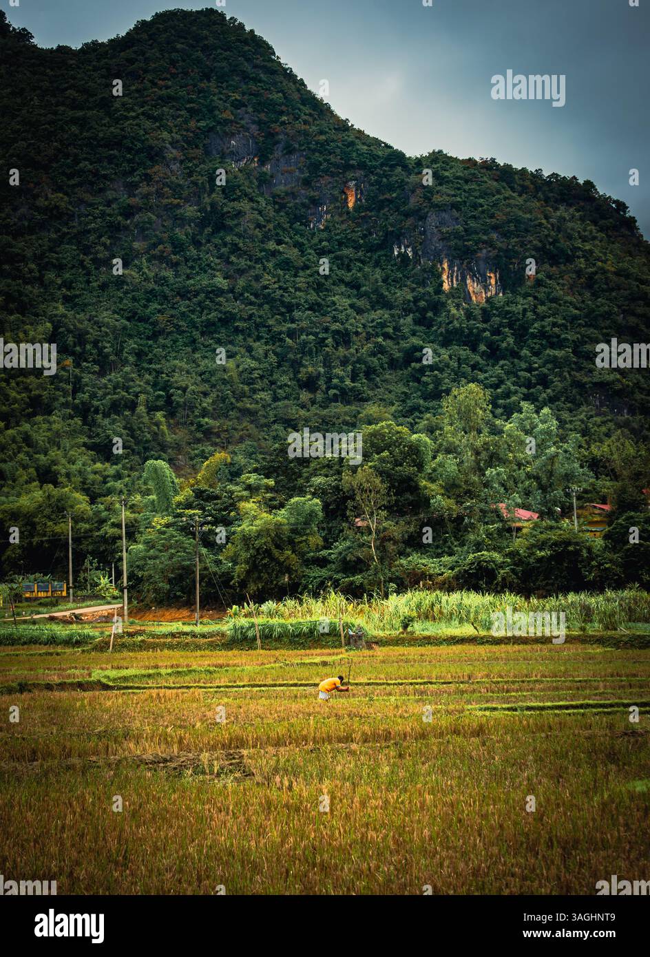 A Farmer working in the rice paddy field in Mai Chau, Vietnam Stock ...