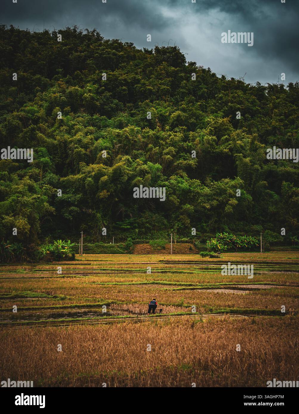 A Farmer working in the rice paddy field in Mai Chau, Vietnam Stock ...