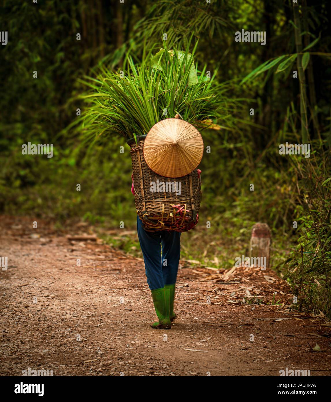 Rural Farmer Carrying Basket with Grass in Mai Chau, Vietnam Stock ...