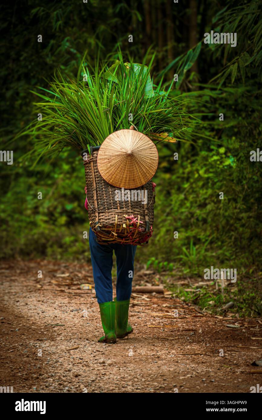 Rural Farmer Carrying Basket with Grass in Mai Chau, Vietnam Stock ...