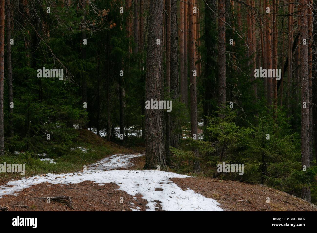 Spring forest. Landscapes of taiga trees by the lake Stock Photo - Alamy