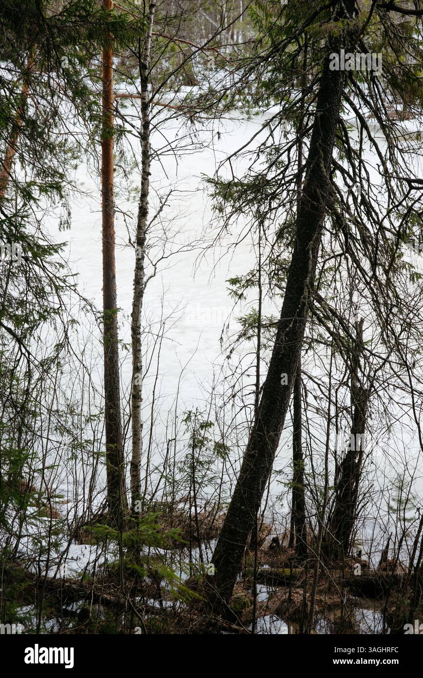 Spring forest. Landscapes of taiga trees by the lake Stock Photo - Alamy